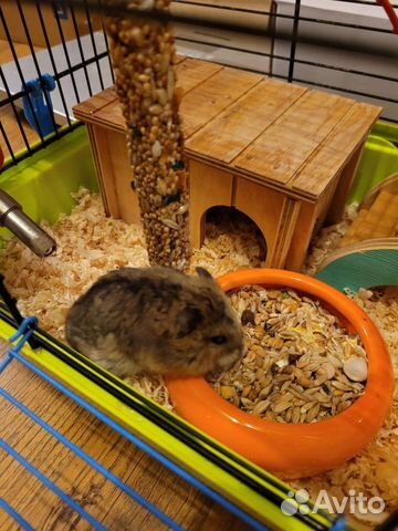 Хомяк джунгарский с клеткой и приданным
