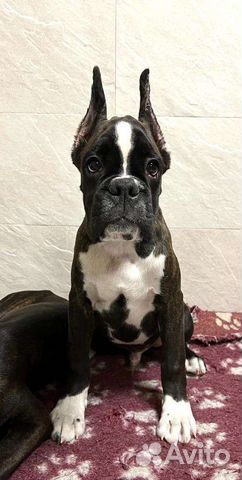 Красавчик боксера