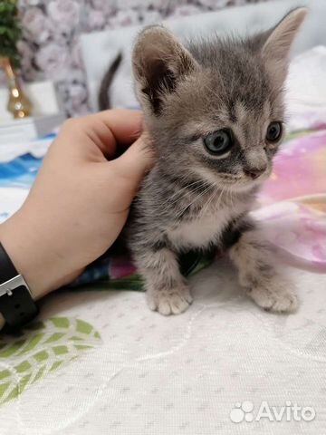 Кошки