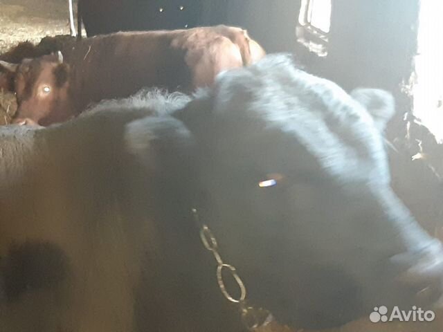 Бык Абердин/лимузин