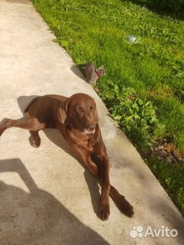 Курцхаар вязка