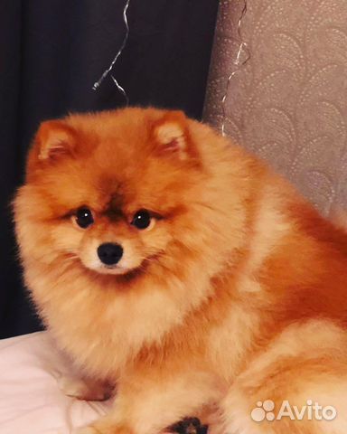 Немецкий шпиц вязка