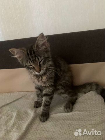 Я ищу своих мамапапу