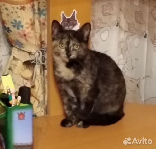 Необычная красавица, второй такой не найдёте