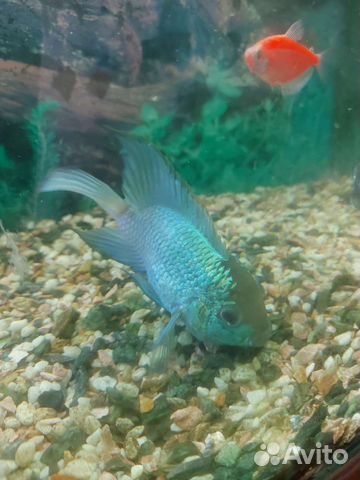 Рыбы для аквариума