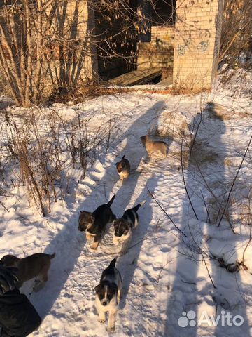 Щенки «Двор терьер» в добрые руки. Доставим