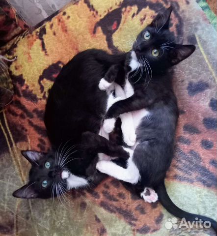 Котята девочки в дар 3 мес