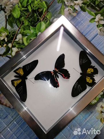Засушенные бабочки в рамках