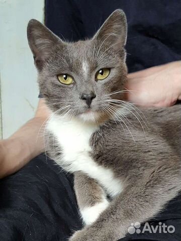 Котенок в добрые руки, 8 мес, мальчик