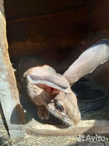 Кролики великаны фландер