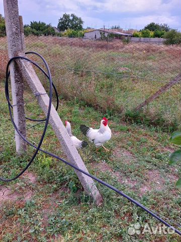 Петушки молодые