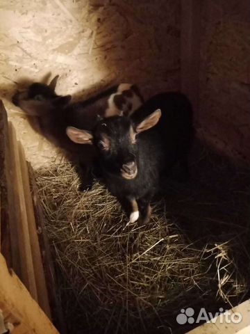 Коза Камерунская