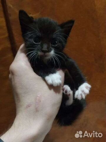 Малыши-котята