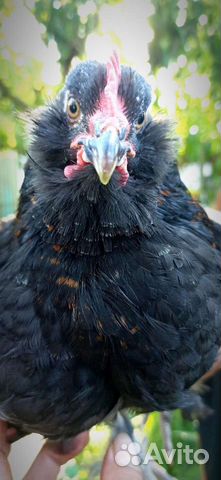 Петушки молодые красавцы