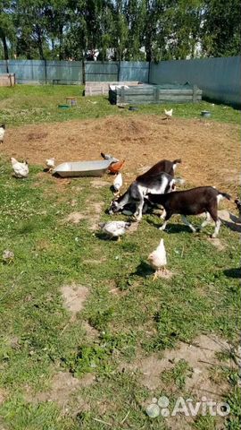 Продам козочек