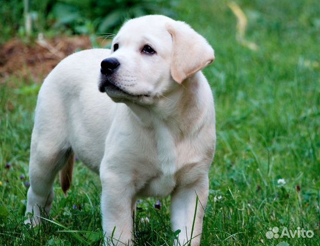 Лабрадор ретривер щенки