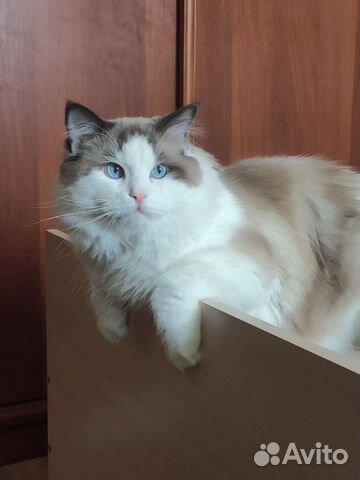 Вязка рэгдолл кот