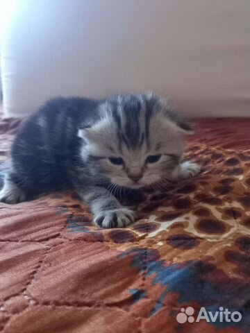 Шотландские вислоухие котята