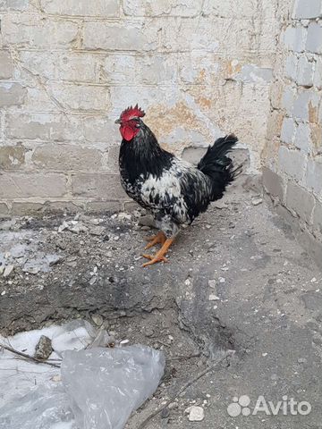 Котляревские и русские белые петухи