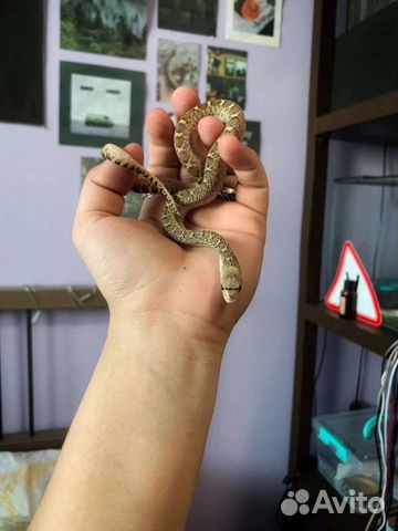 Гоферова бычья змея