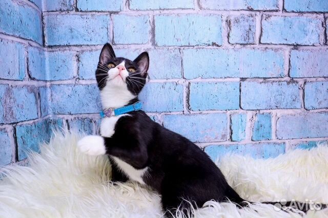 Котенок в добрые руки