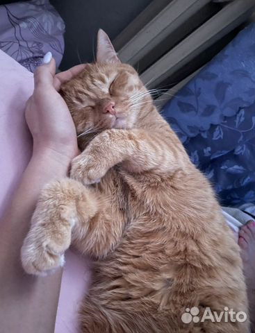 Потерялся рыжий кот золотая нива