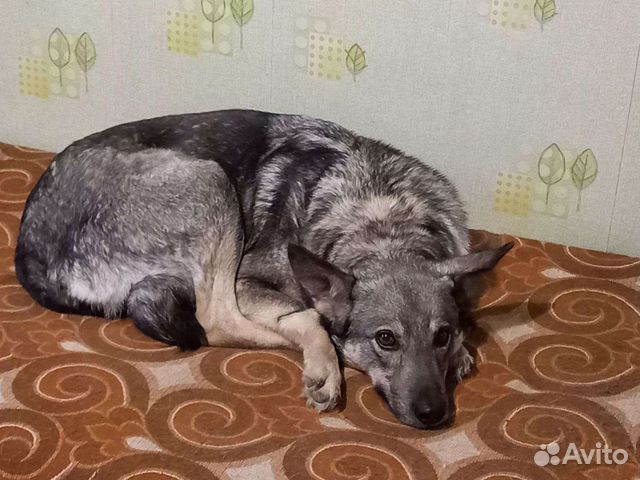 Собака