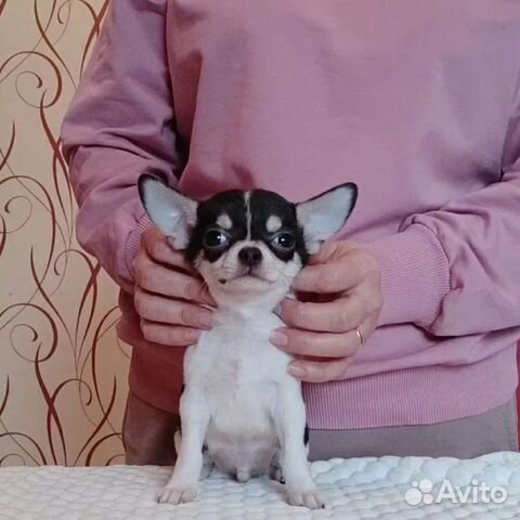 Супер мини мальчик чихуахуа