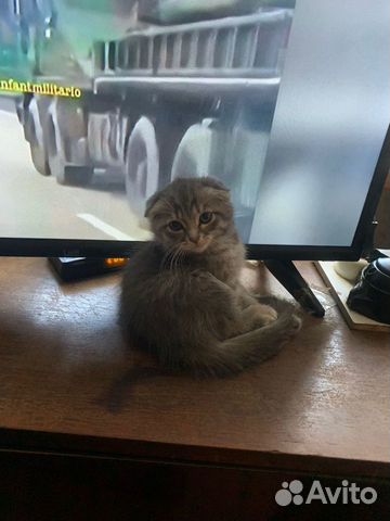 Шотландская