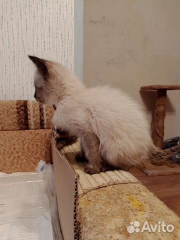 Котёнок Ляля, 1,5 мес