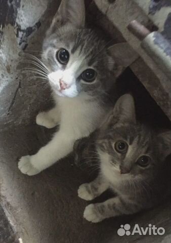 Мраморные,красивые,ласковые кото-детки в подвале