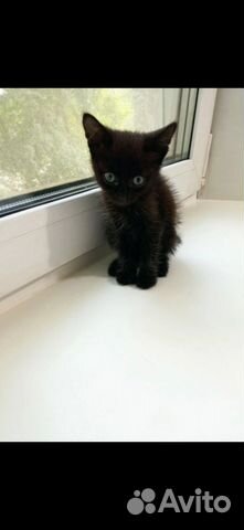 Котята отдам бесплатно