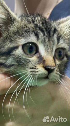 Мальчик Пипо