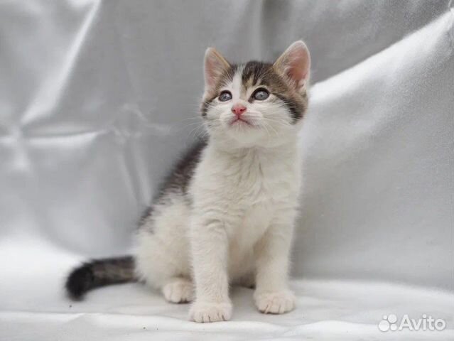 Красавица котенок