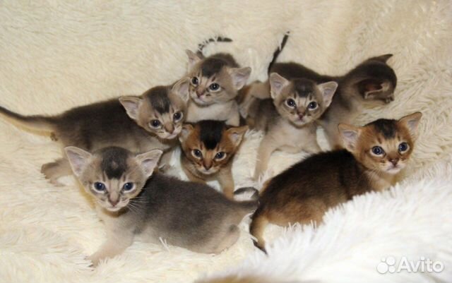 Абиссинские котята