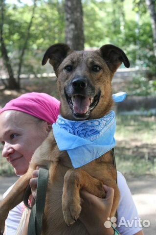 Собака Юла в дар