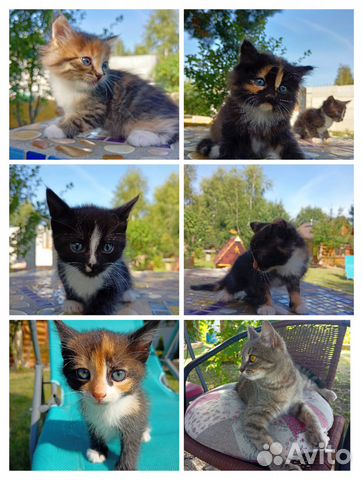 Отдадим котят в добрые руки