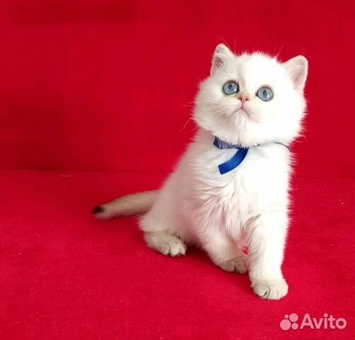 Мальчик SFS 71 ny1133