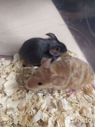 Мышь декоративная