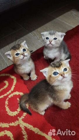 Вислоухие аббисинские котята