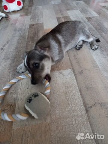 Щенок в хорошие руки