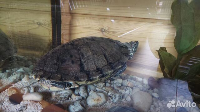 Черепаха бесплатно