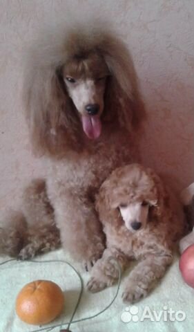 Щенки карликового пуделя