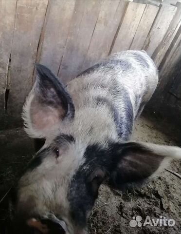 Хряк на племя