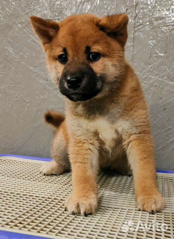 Сиба ину мальчики красавчики