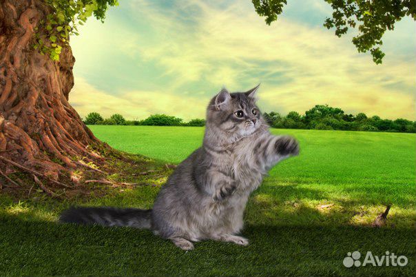 Клубные сибирские котята