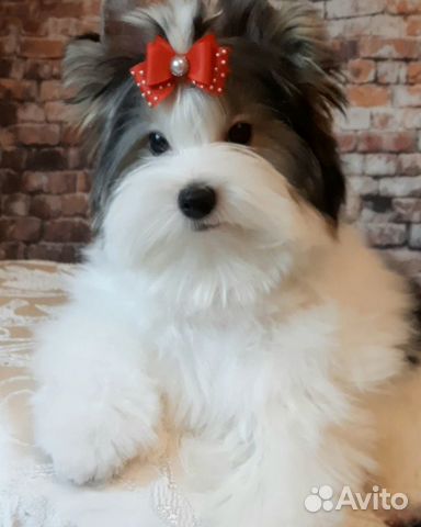 Бивер