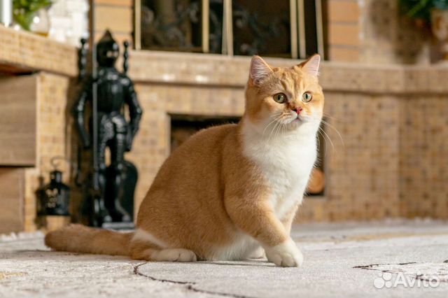 Британский кот oy 11 03