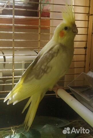 Попугай корелла птенец