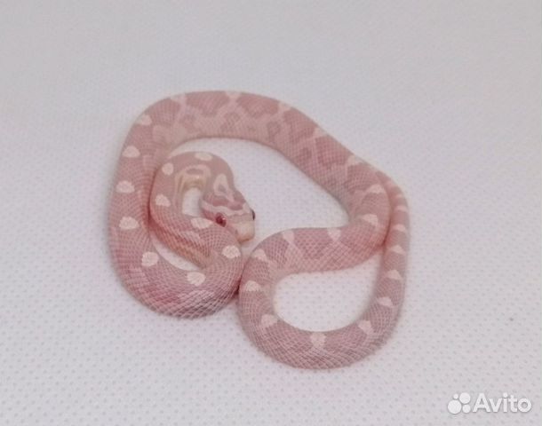 Маисовый полоз